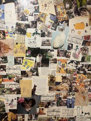 Know before you go to Toe Beans Cat Cafe in Port Hope