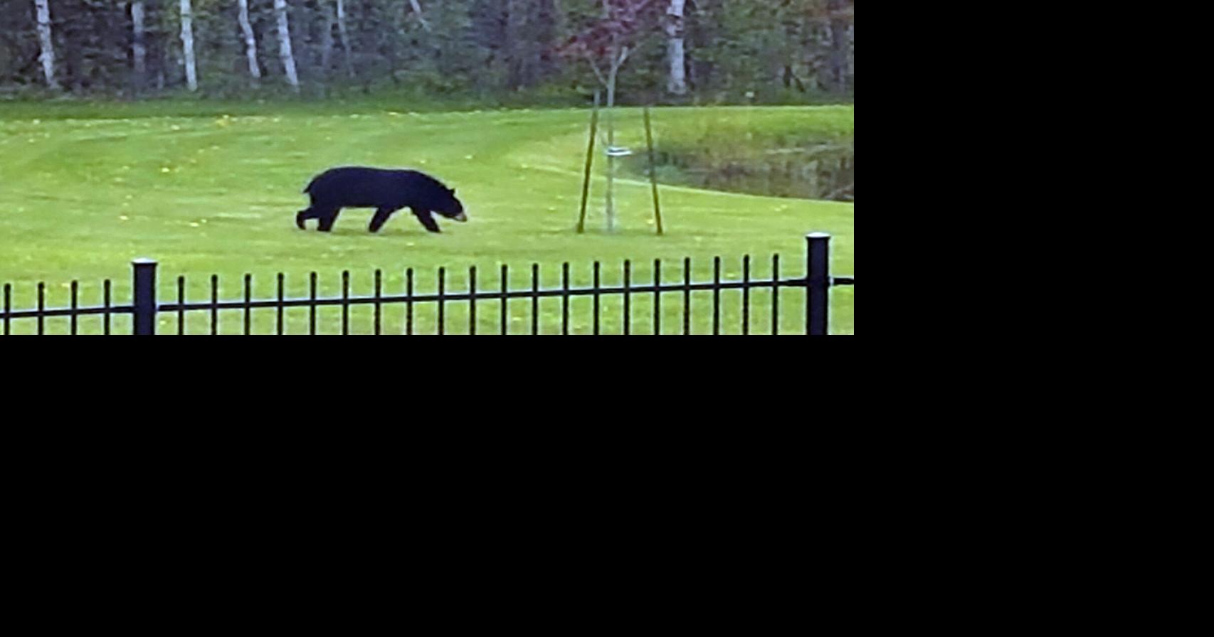 ‘Is that a big pig or a hog?’ No, it’s a bear or maybe 2 in Northumberland