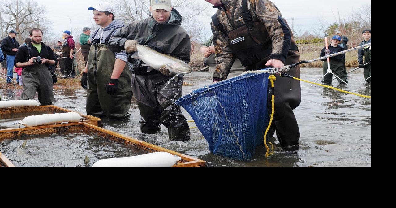 Cobourg volunteers help rainbow trout breach Pratt's Pond dam