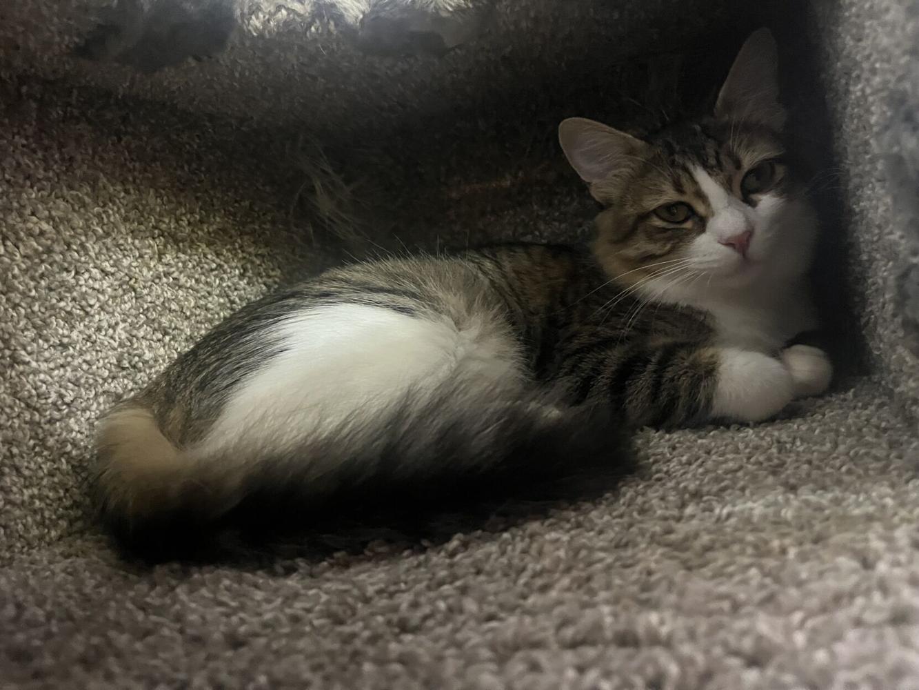 Know before you go to Toe Beans Cat Cafe in Port Hope