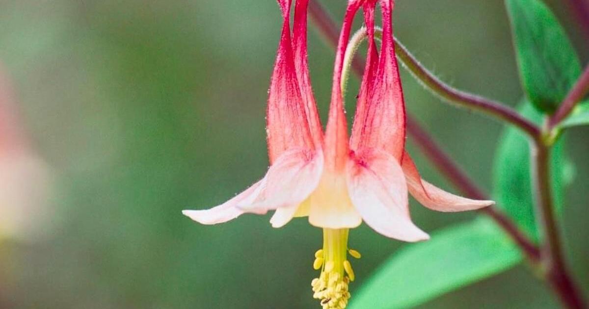 Native wild columbine named Brighton’s official flower