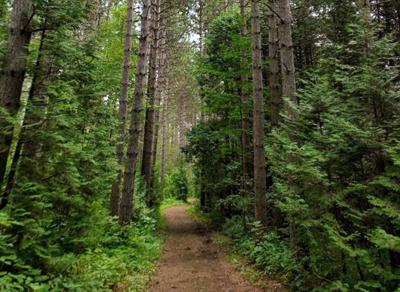 Ganaraska Region Conservation Authority set to open forest trails on May 1