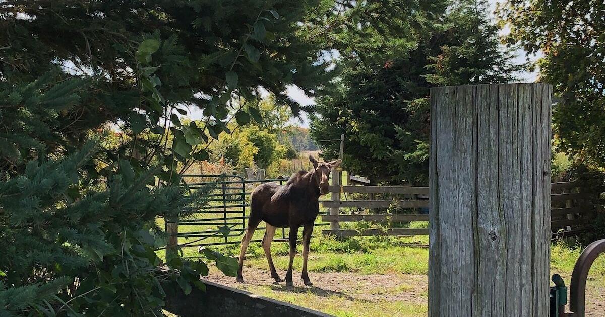 Port Hope moose relocated after visiting cattle in barnyard off Hwy. 28