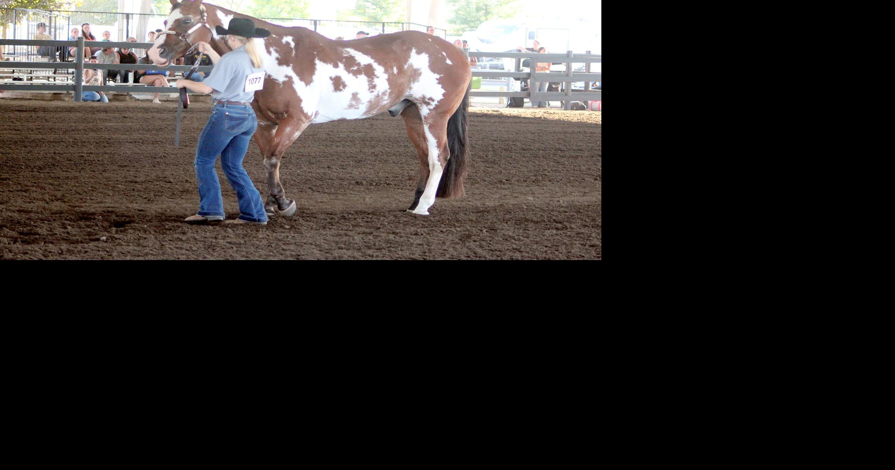 Showman of Showmen Contest | Fulton County Fair | northwestsignal.net