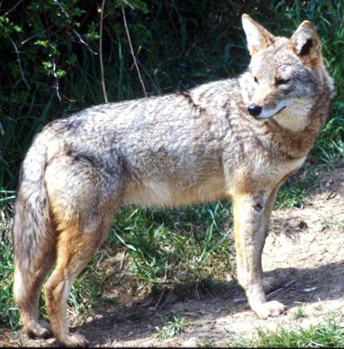 What to do if you spot a coyote | News | northwestsignal.net