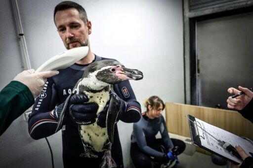 Penguins queue in Paris zoo for their bird flu jabs | News ...