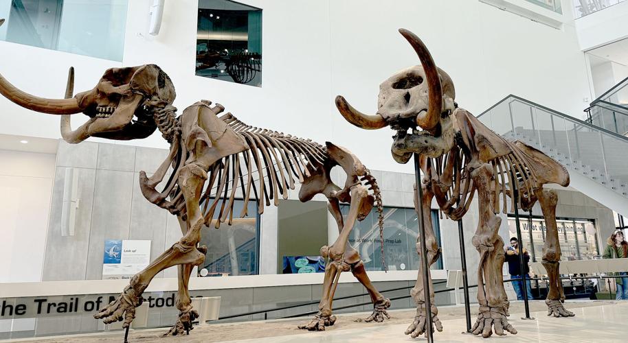 Fulton Co. Museum plans to unveil Ice Age artifact | News ...