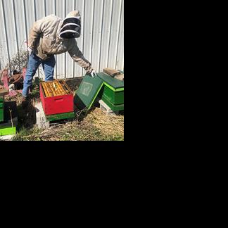 New apiarist to protect Henry and Fulton bees | News | northwestsignal.net