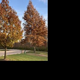 Fall colors peaked in Ohio, burn ban still in place | News ...