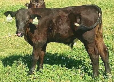 Bull-calf developed to produce more male offspring | | northwestsignal.net