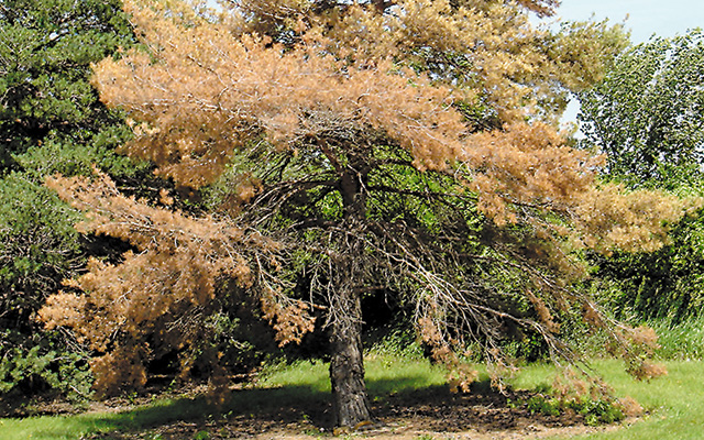 Pine wilt on prowl