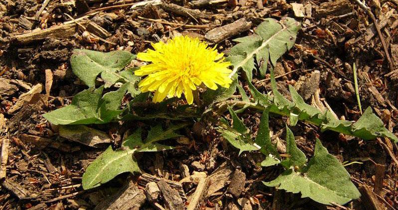Julie Jacobson: Listen to the weeds