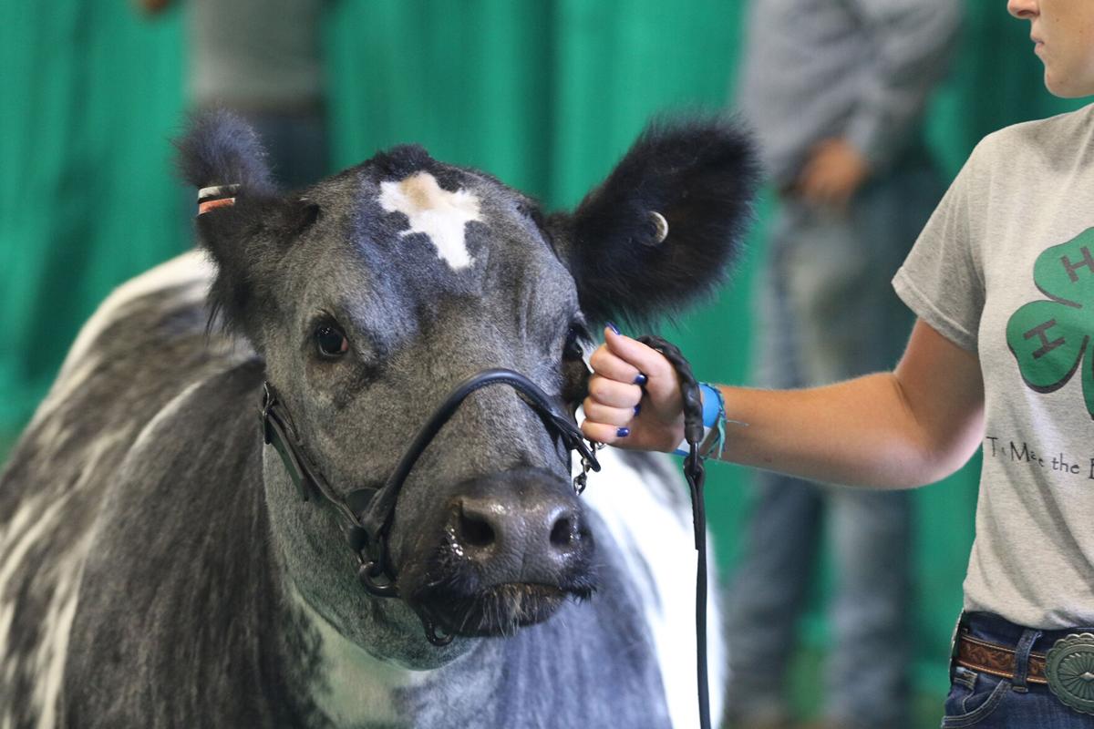 Crowd gathers for county fair's most popular event: The cattle show