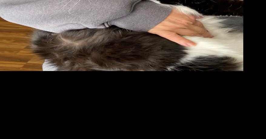 Cat missing since May 2019 reunited with owners