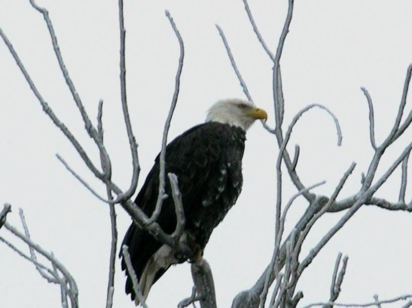 Eagles are making their way through Nebraska