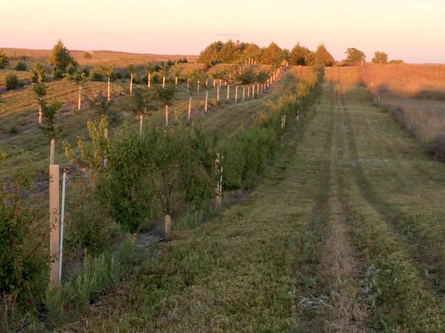 Tree Planting Award given to Frimann Family Farms