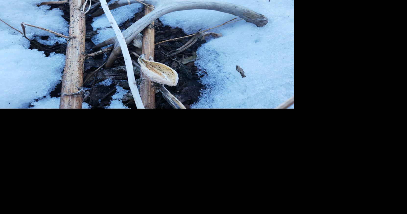 Julie Geiser: Time to hunt for shed antlers