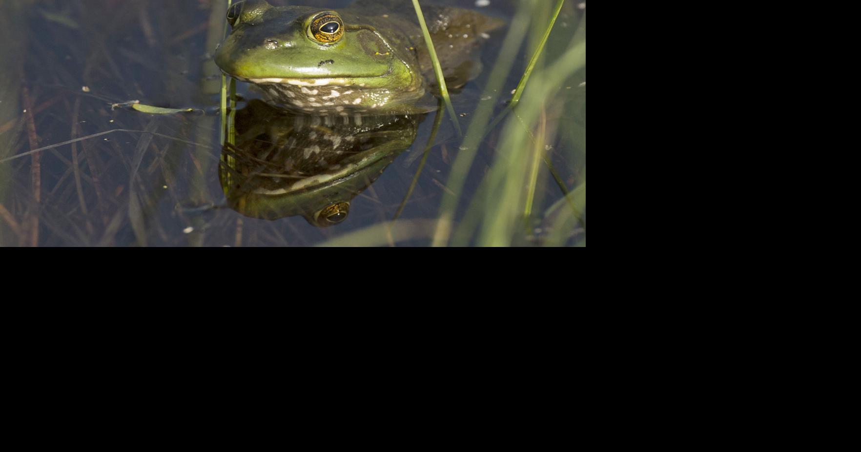 Outdoors: Bullfrog season starts Aug. 15