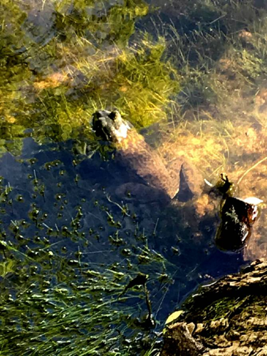 Rick Windham: Do you know a healthy ecosystem when you see one?