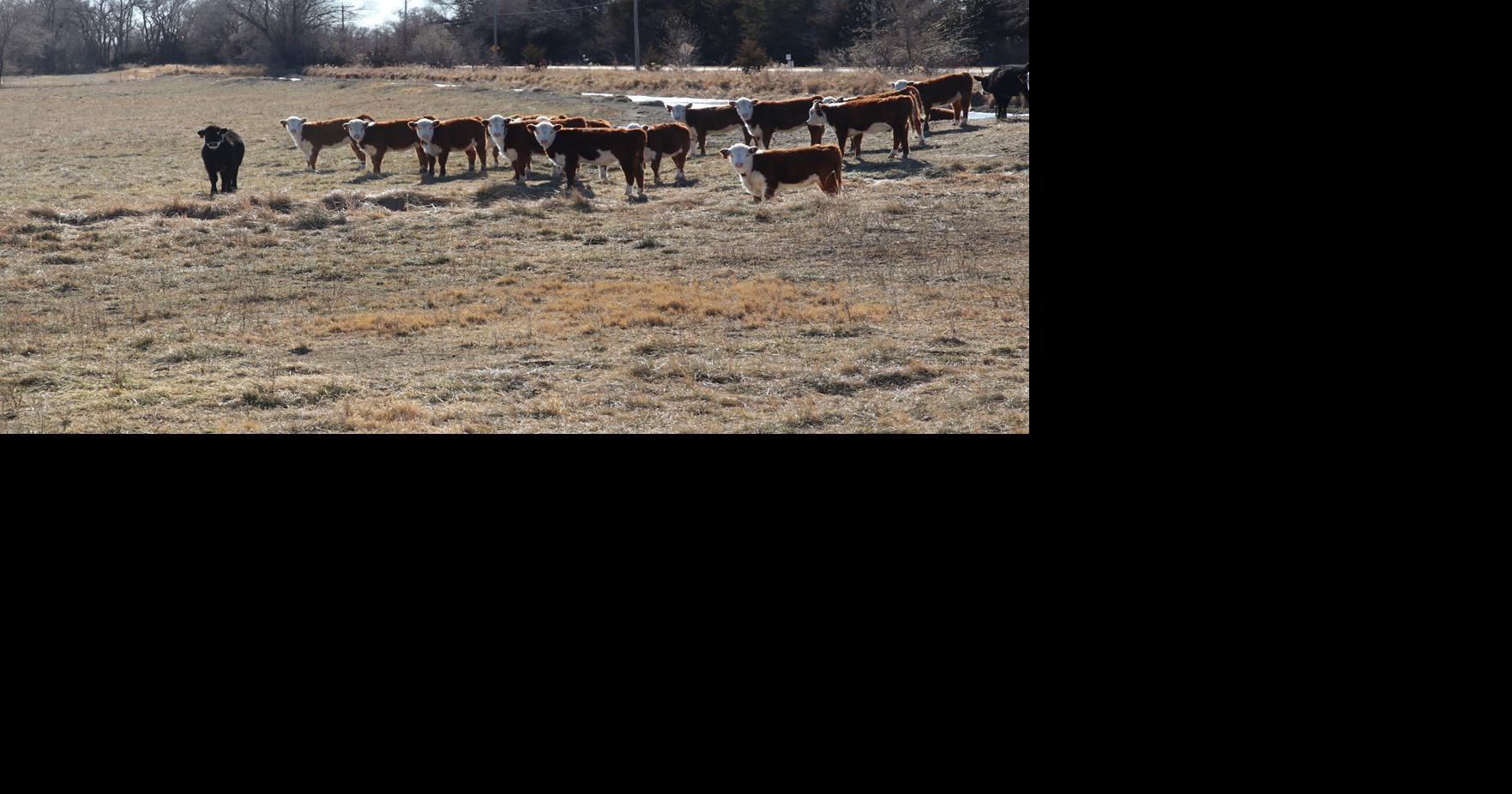 Diluted Ibach brand reform bill advances but may not return