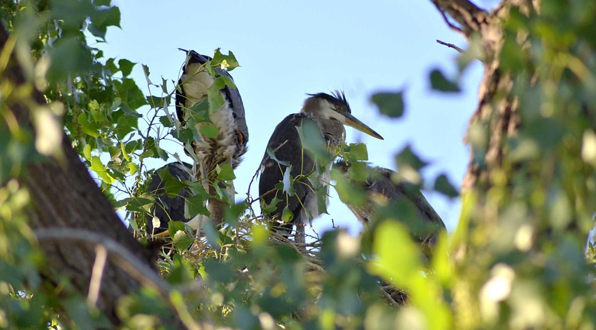 A little out of the ordinary: Blue herons build unusual nest at Cody Park