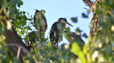 A little out of the ordinary: Blue herons build unusual nest at Cody Park