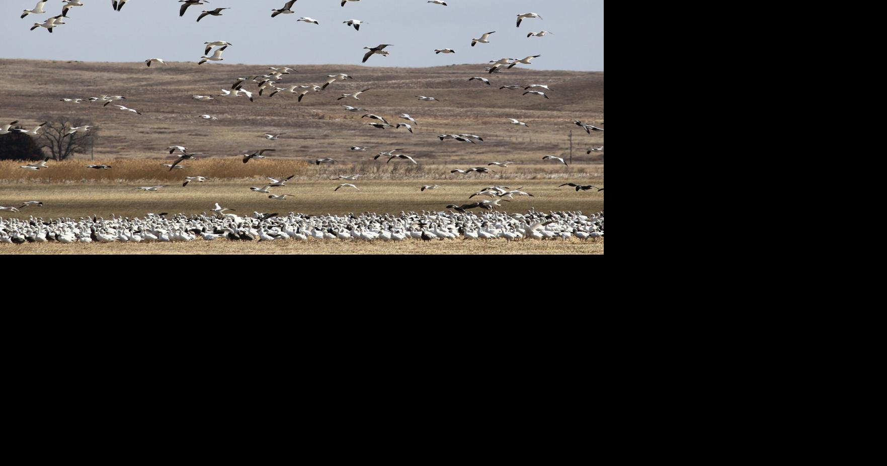 Julie Geiser: Conservation order helps curb goose population