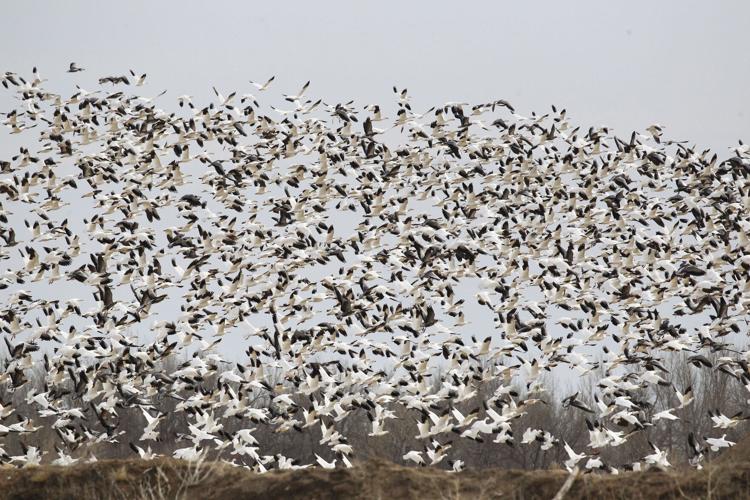 Julie Geiser: Light goose conservation order season begins