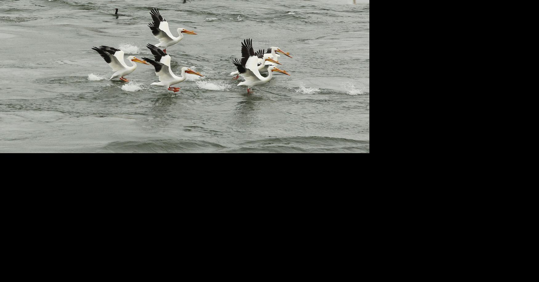 Julie Geiser: View many bird species during the spring migration