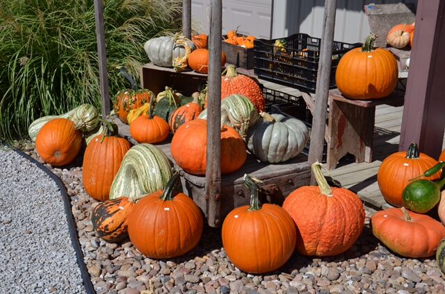 Julie Jacobson: Pumpkins are more than just a decoration