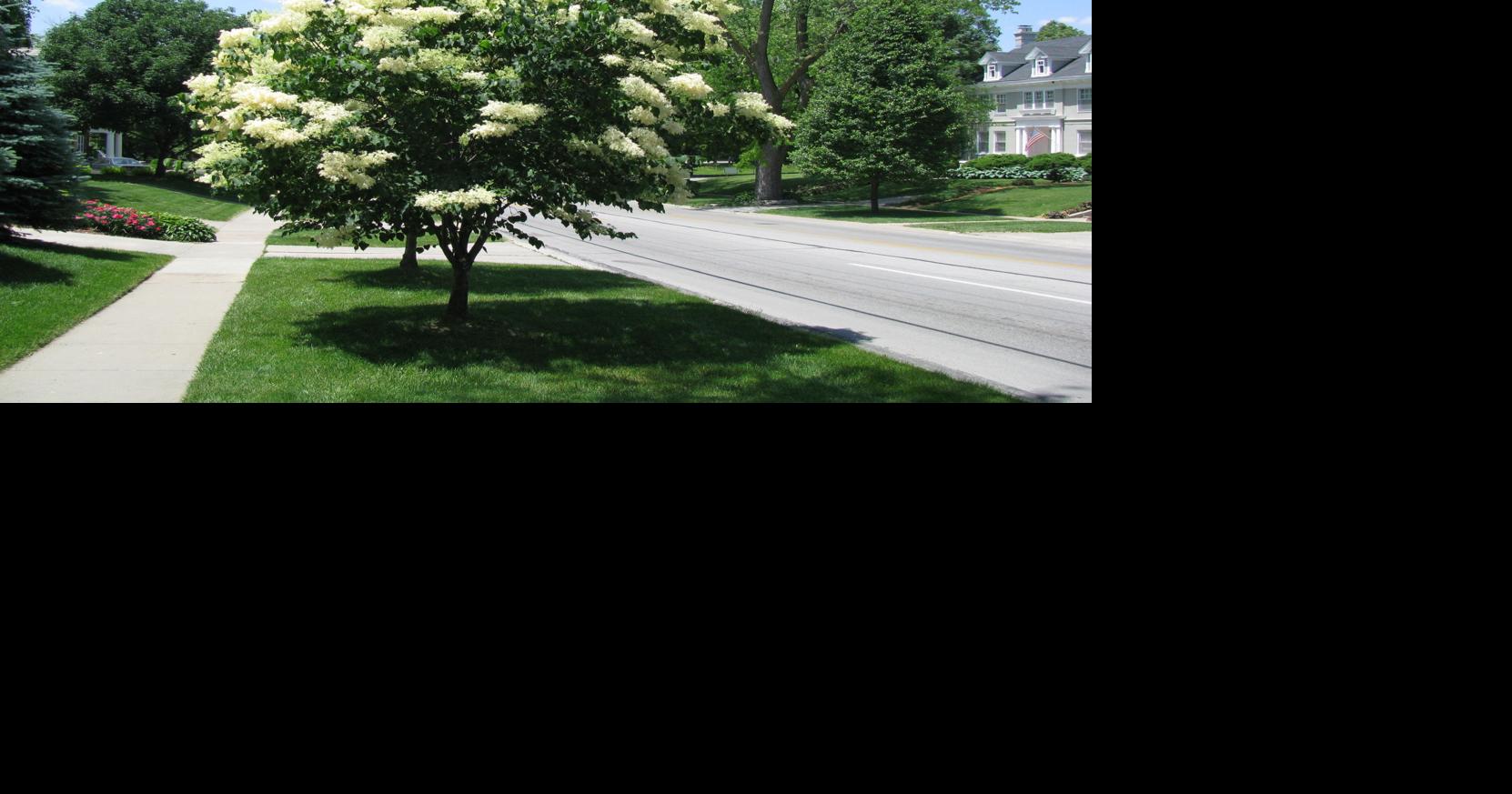 Jacobson: Summer flowering trees can be exciting