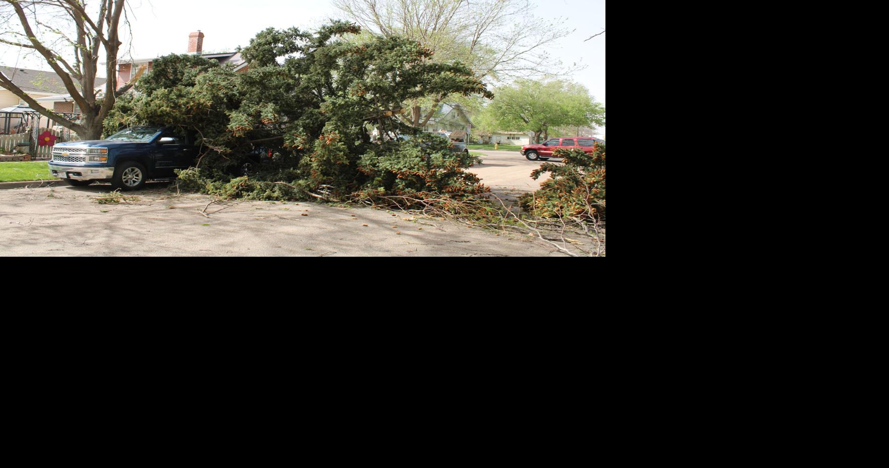 Wind-toppled tree blocks Tabor Avenue