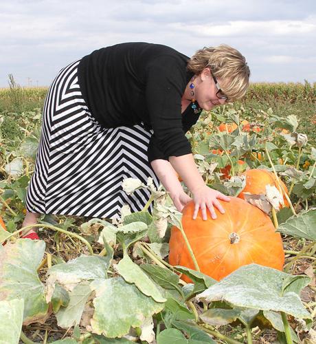 Plenty of perfectly plump pumpkins