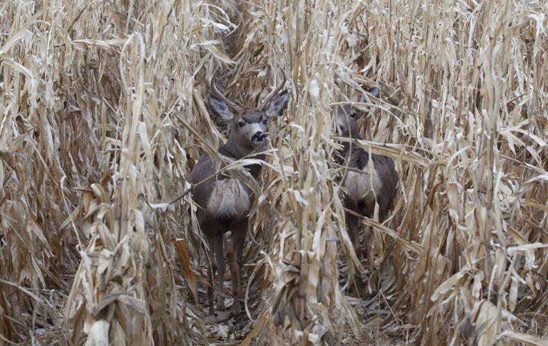 Julie Geiser: Watch for wildlife this fall