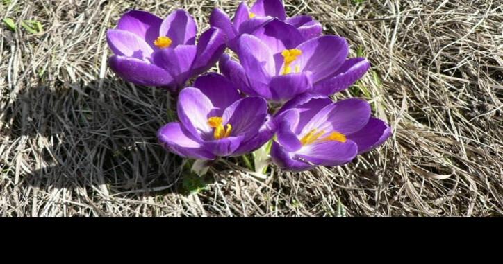 Julie Jacobson: Has spring really sprung?