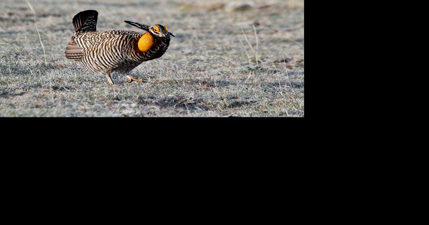 Prairie chicken and grouse hunting in Nebraska