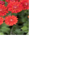 Julie Jacobson: The explosion of color in the fall