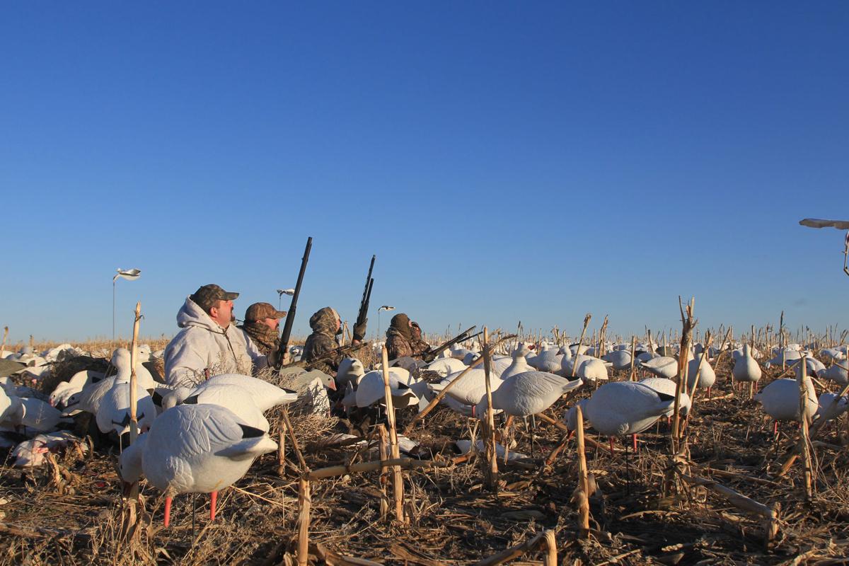 Light Goose Conservation Order starts Feb. 13