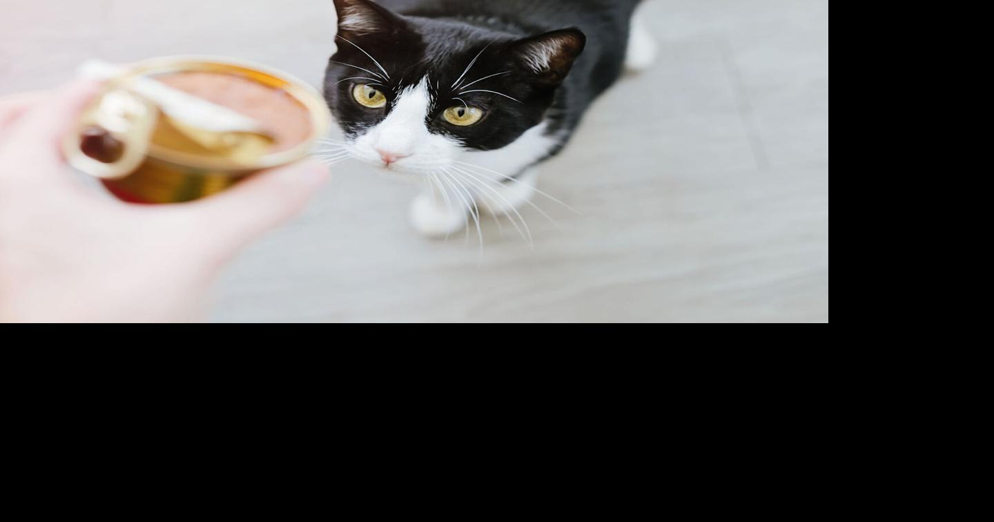 Nutritional needs: A guide to selecting cat food