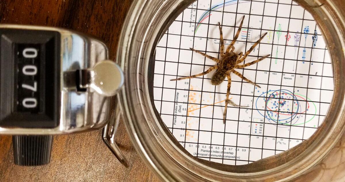 Researchers at Cedar Point study cannibal nature of wolf spiders