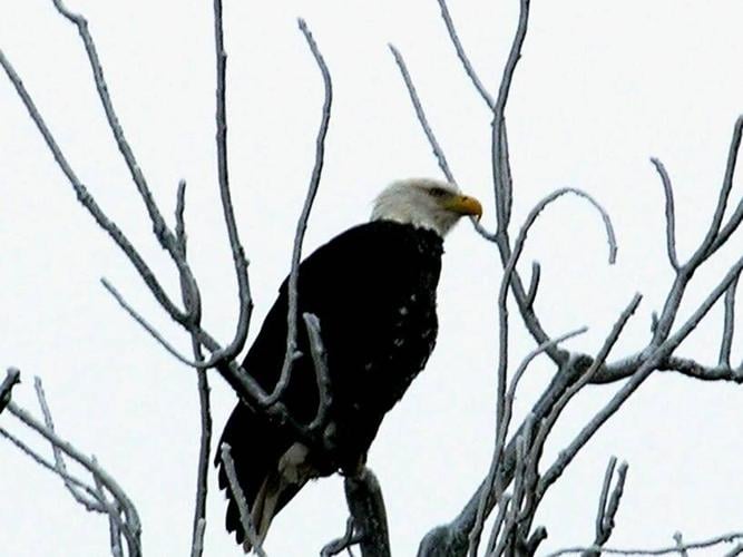 Rick Windham: Would you like to see eagles?