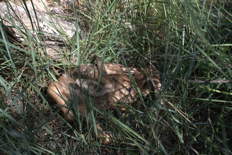 Julie Geiser: Leave wild baby animals alone