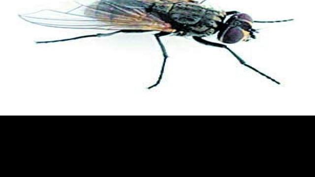 Swarms of flies bugging region | Latest Headlines | nptelegraph.com
