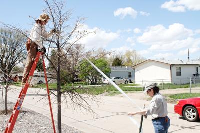 Focus: Improper tree planting is a problem all over