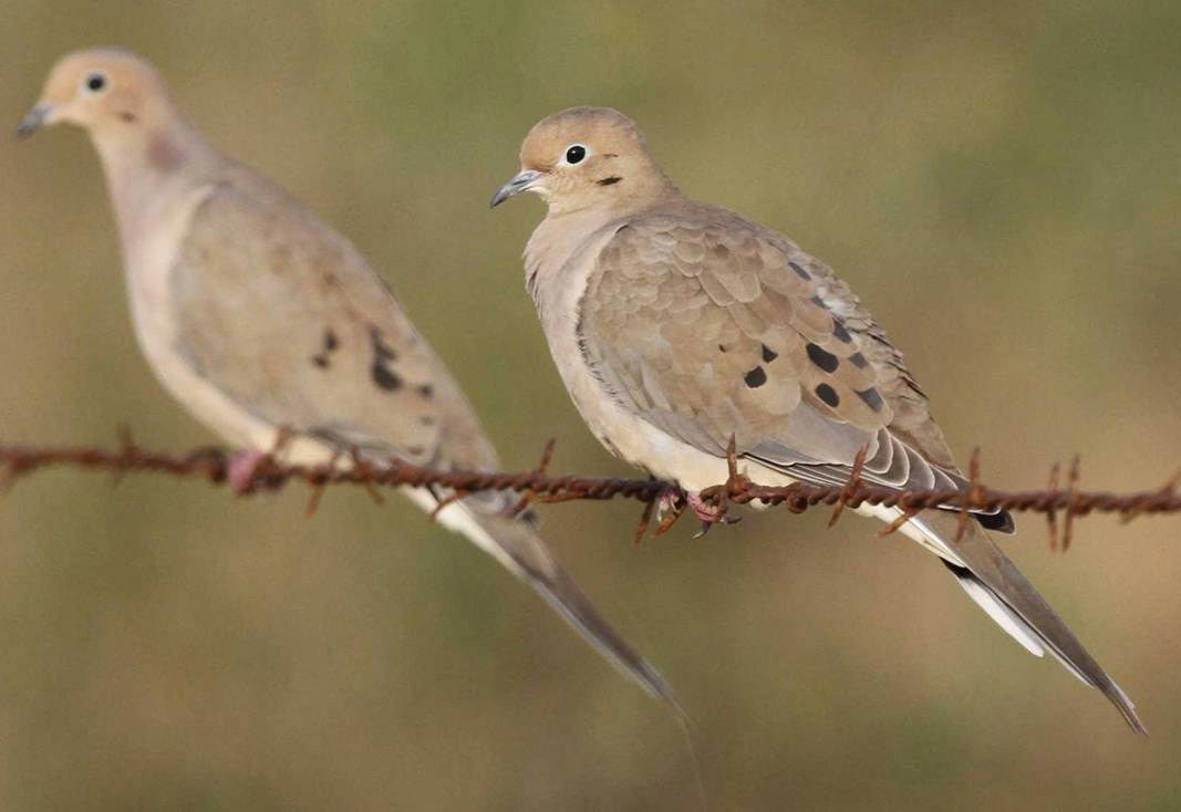Nebraska’s dove season is underway