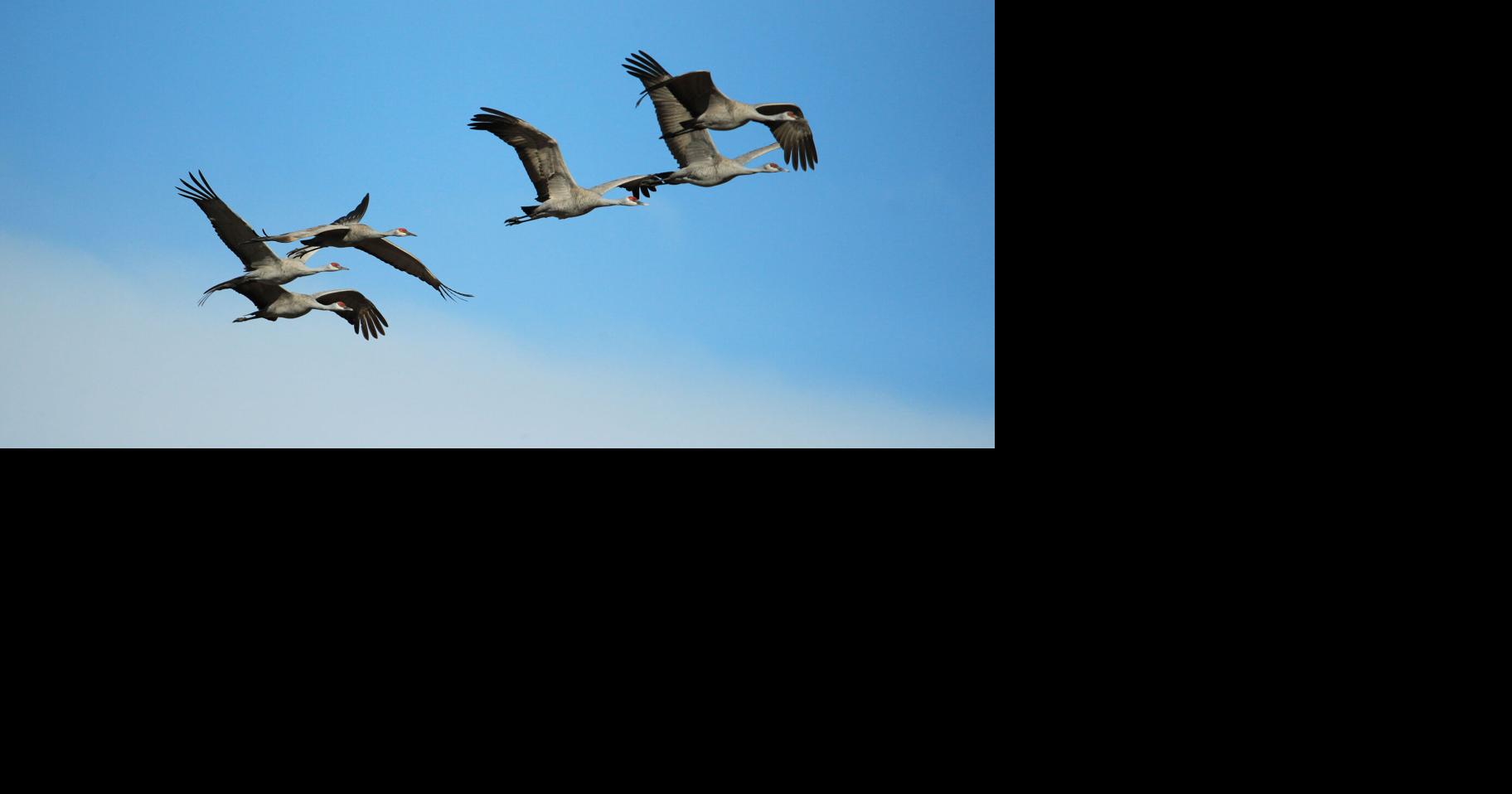 Julie Geiser: The sandhill crane migration is in full swing