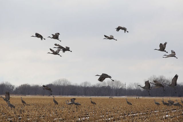 Spring migration brings Sandhill cranes to the Platte
