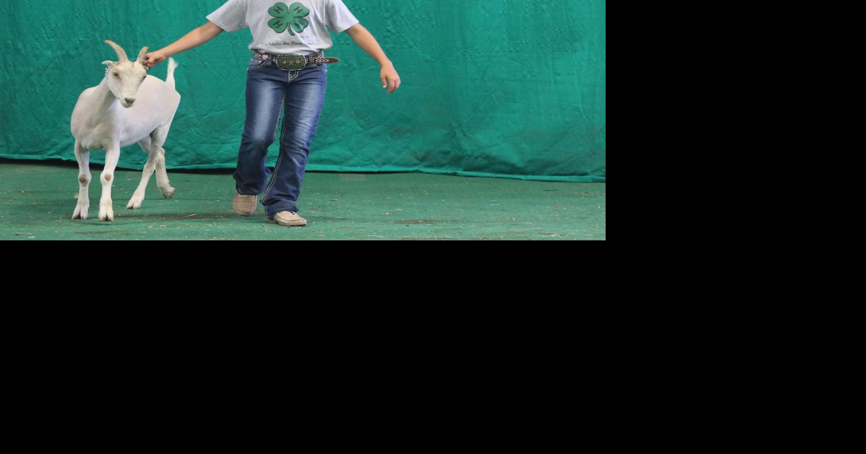 No kidding: Nebraska 4-H goat program keeps growing