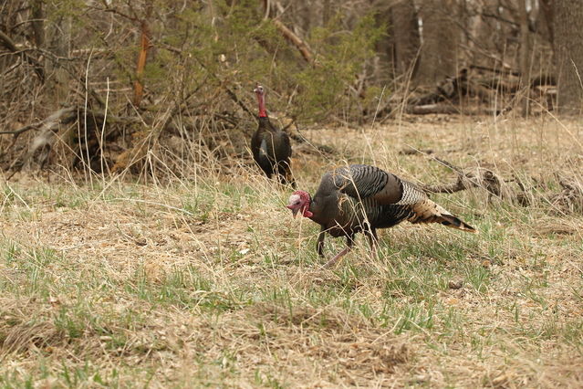 Choose a tactic to bag a hen, jake or tom