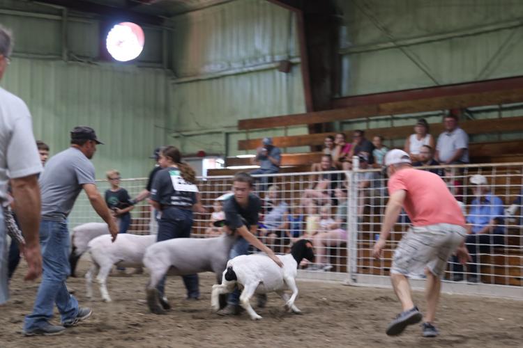 Sheep cooperate, eventually, for show at Lincoln County Fair